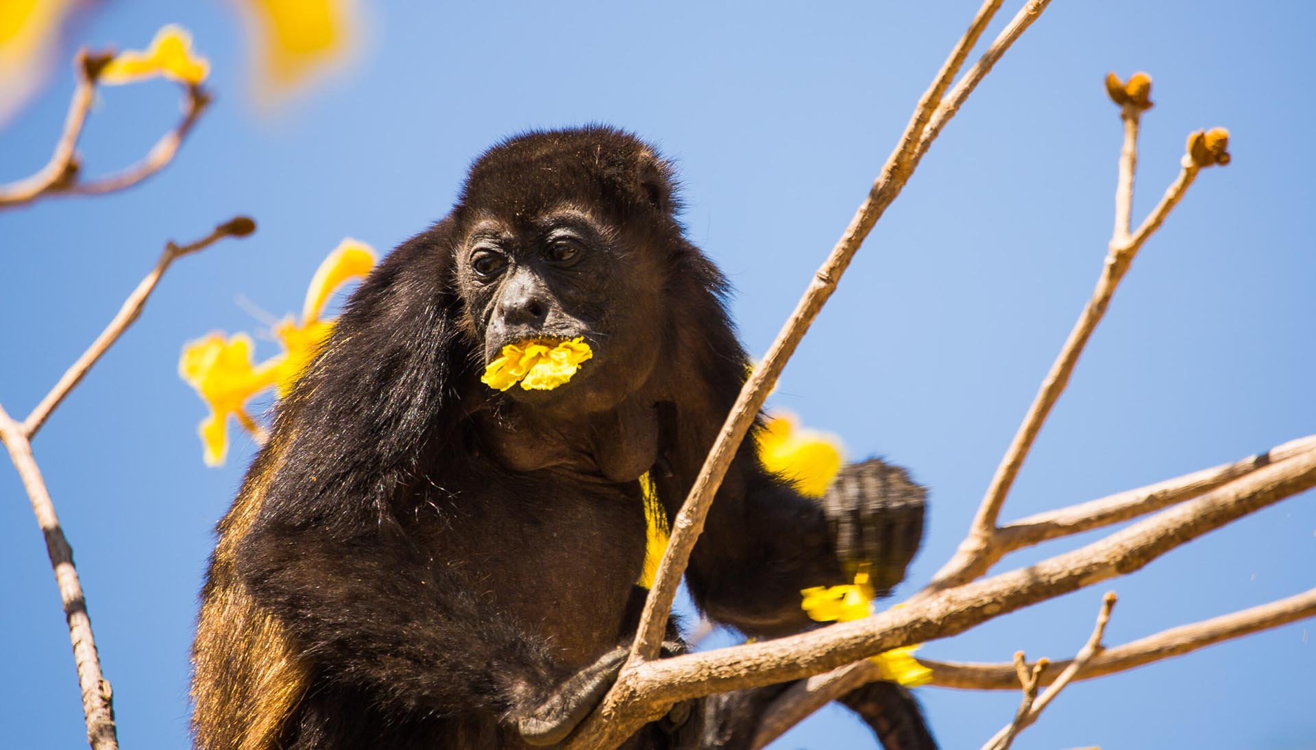 Approcher les Singes Hurleurs au Costa Rica | Los Nancites